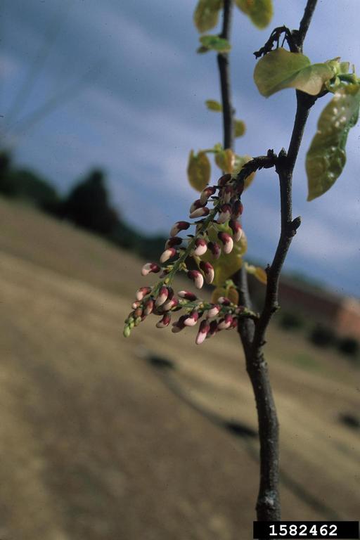 redbud (Cercis racemosa)