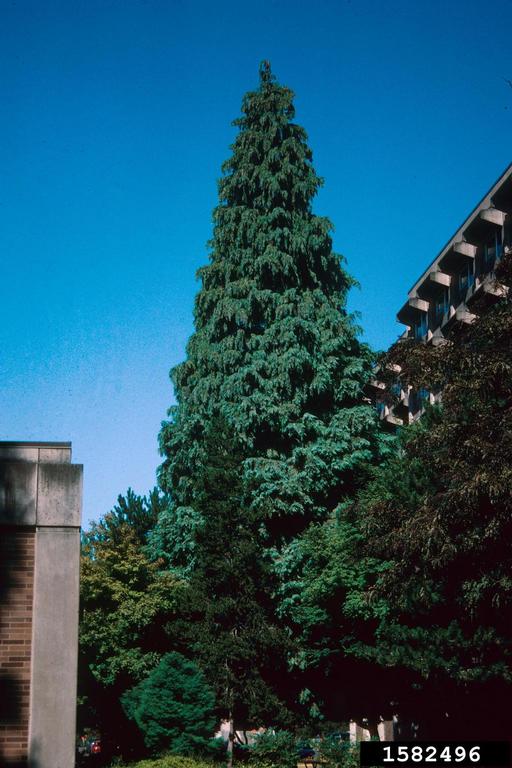 Port Orford cedar (Chamaecyparis lawsoniana (A. Murr.) Parl.)