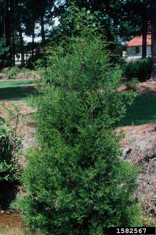Atlantic white cedar (Chamaecyparis thyoides (L.) B.S.P.)