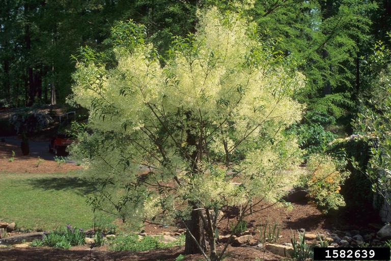 white fringetree (Chionanthus virginicus Linnaeus)