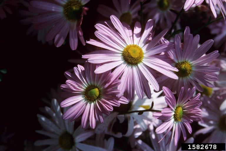 chrysanthemum (Genus Chrysanthemum L.)