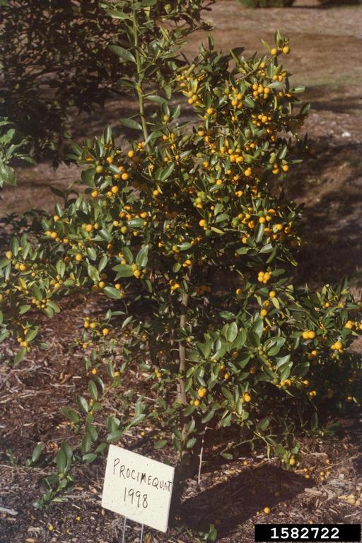 citrus (Genus Citrus)