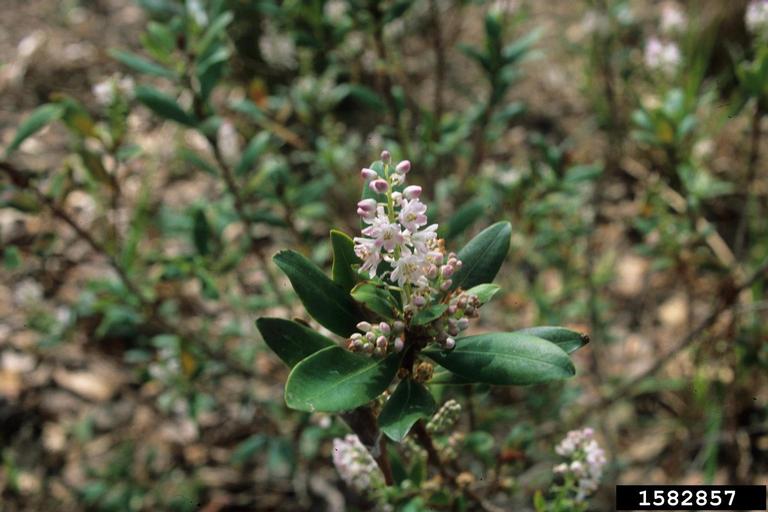 buckwheat tree, Cliftonia monophylla (Ericales: Cyrillaceae) - 1582857