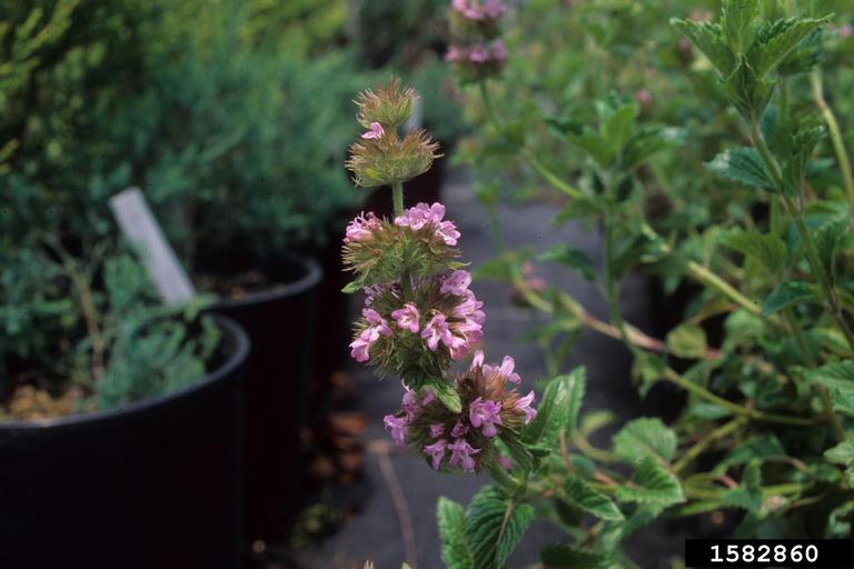 Chinese clinopodium (Clinopodium chinense (Benth.) Kuntze)