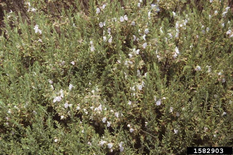 false rosemary (Genus Conradina)