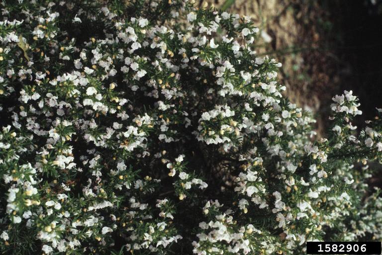 false rosemary, Conradina canescens (Lamiales: Lamiaceae) - 1582906