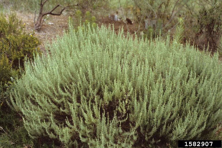 false rosemary (Conradina canescens)