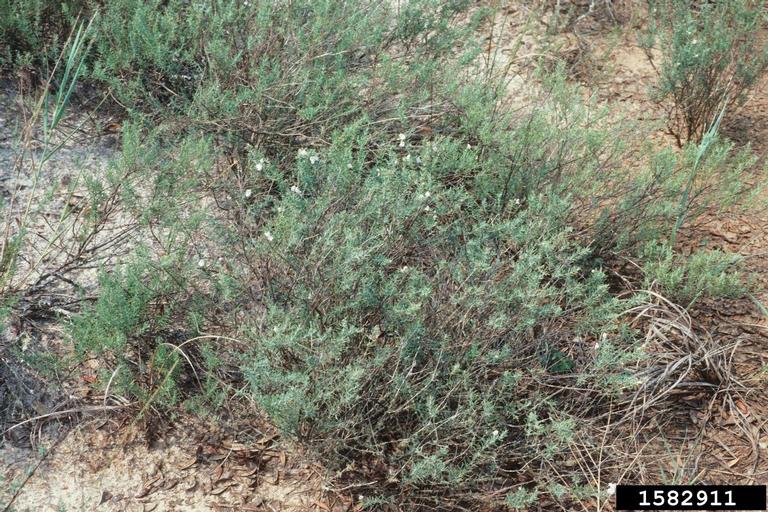 false rosemary (Conradina canescens)