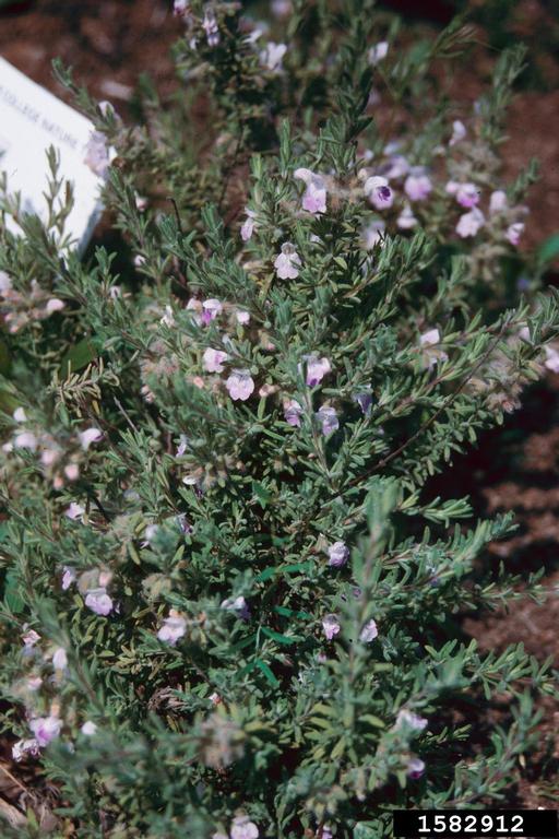 false rosemary (Conradina canescens)