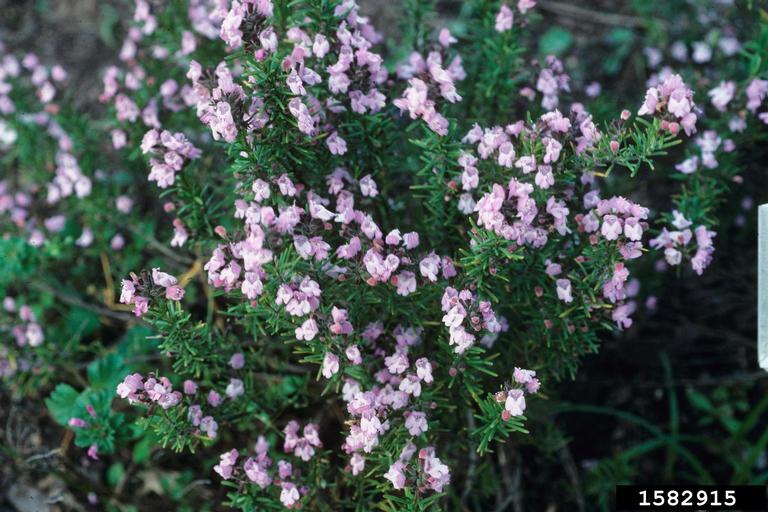 Cumberland false rosemary (Conradina verticillata Jennison)