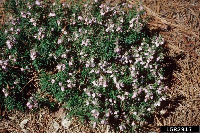 Cumberland false rosemary (Conradina verticillata Jennison)