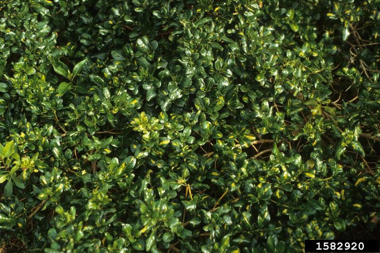 creeping mirrorplant (Coprosma repens A. Rich.)