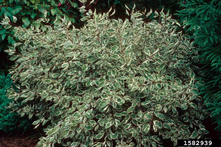 tatarian dogwood (Cornus alba)