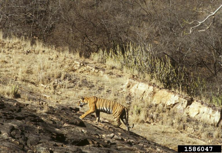 Bugwood Image Database System