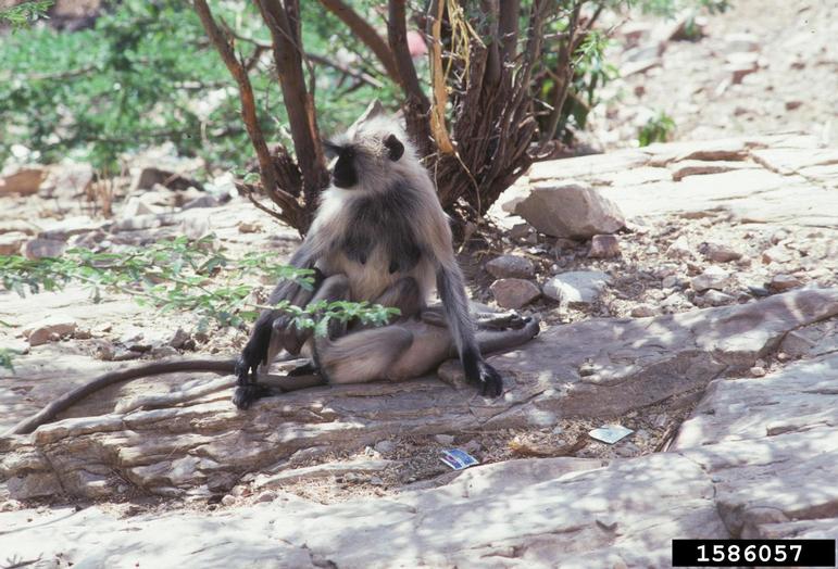 hanuman langur (Semnopithecus entellus)