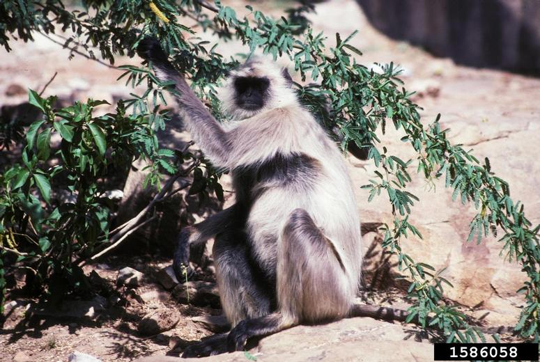hanuman langur (Semnopithecus entellus (Dufresne,1797))
