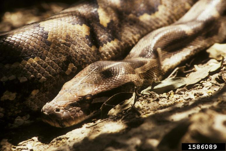 Indian python (Python molurus)