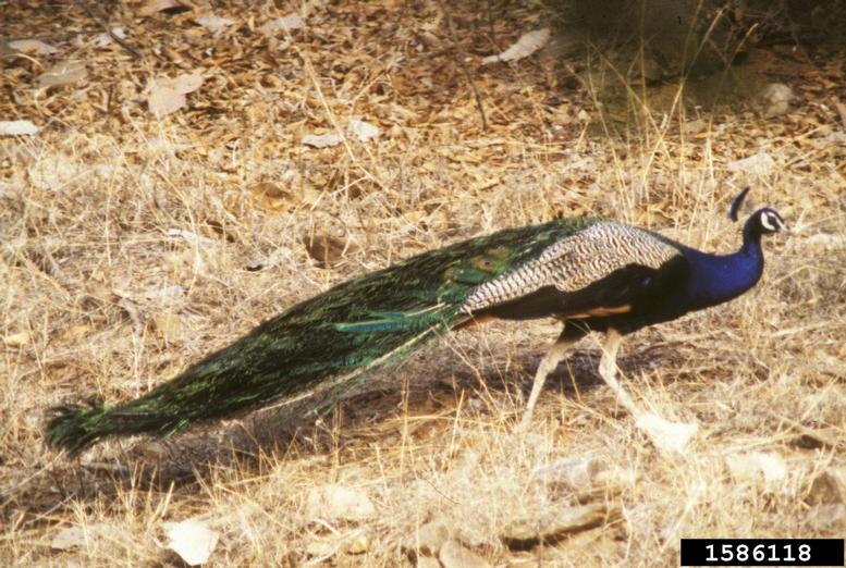 Indian peafowl (Pavo cristatus)