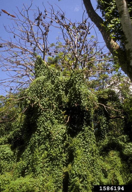 Rodrigues fruit bat (Pteropus rodricensis)
