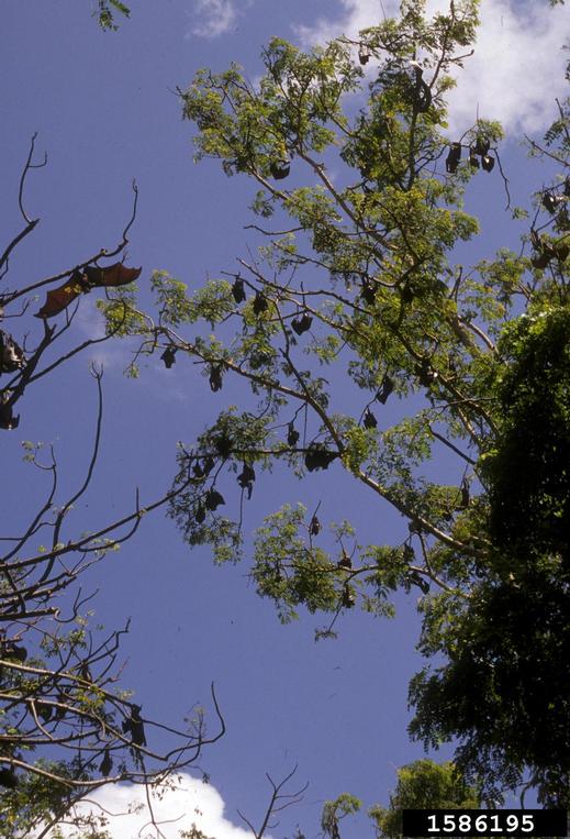 Rodrigues fruit bat, Pteropus rodricensis (Chiroptera: Pteropodidae ...