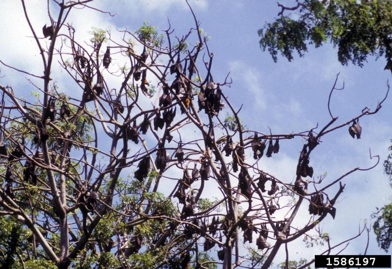 Rodrigues fruit bat (Pteropus rodricensis Dobson,1878)
