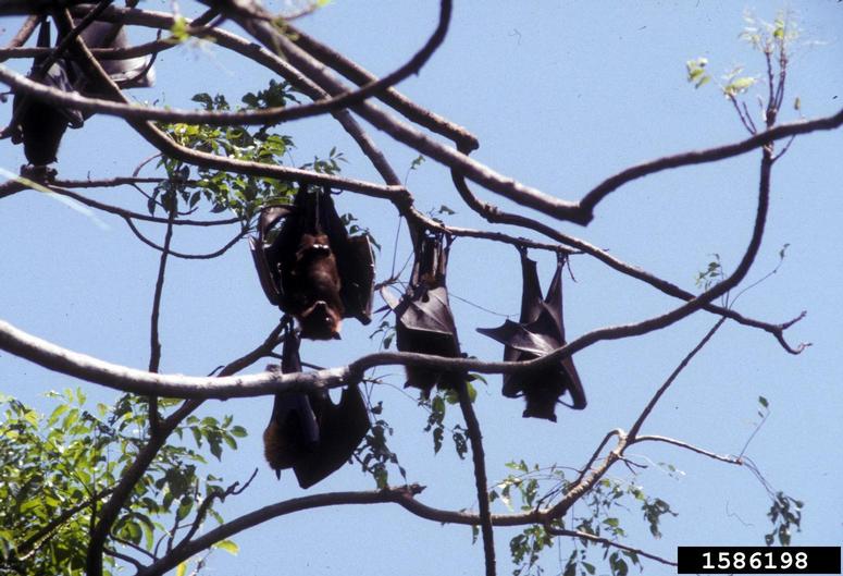 Rodrigues fruit bat (Pteropus rodricensis Dobson,1878)