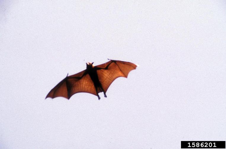 Rodrigues fruit bat (Pteropus rodricensis Dobson,1878)