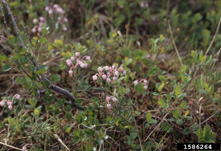 bog rosemary (Andromeda polifolia)