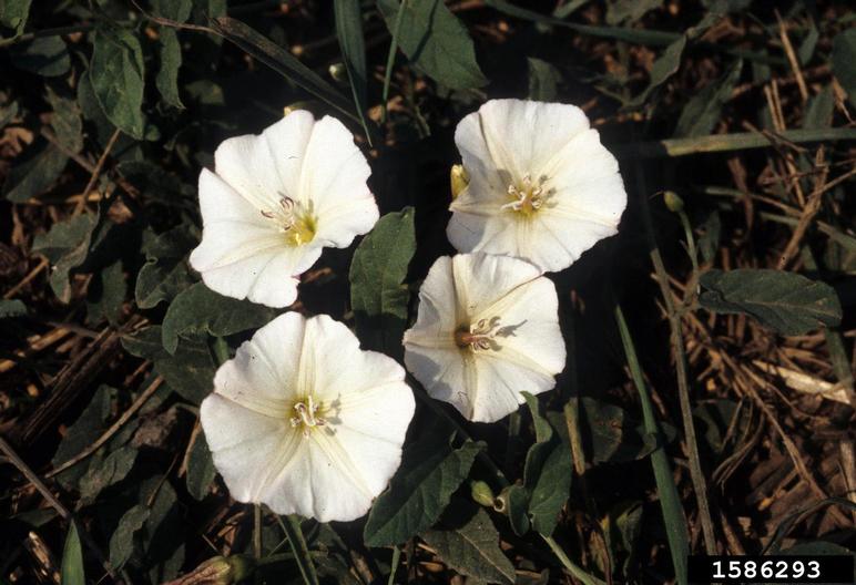 bindweed (Genus Convolvulus)