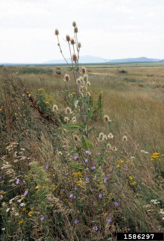 cutleaf teasel (Dipsacus laciniatus)