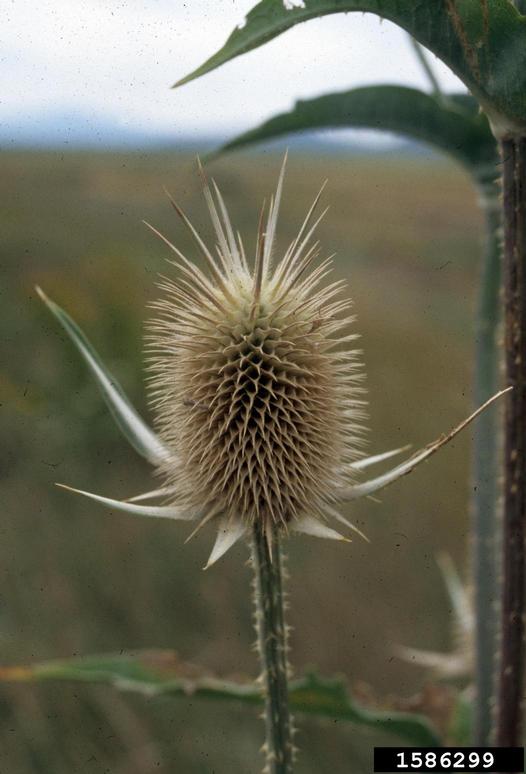 cutleaf teasel (Dipsacus laciniatus L.)