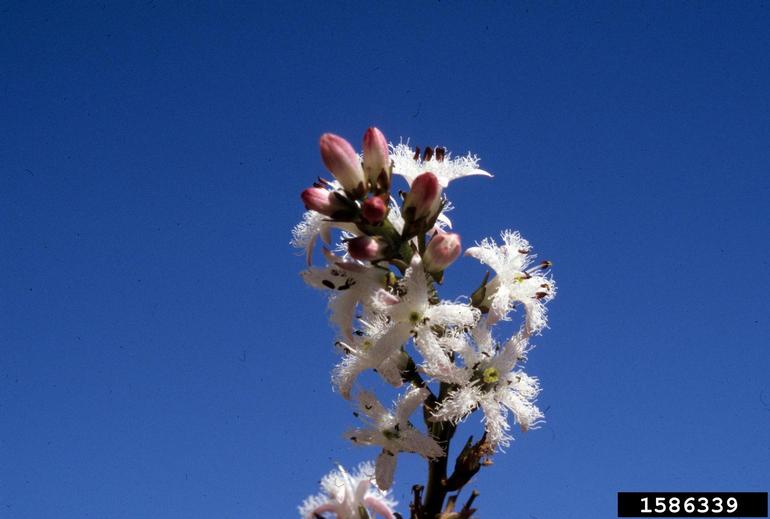 buckbean (Menyanthes trifoliata L.)
