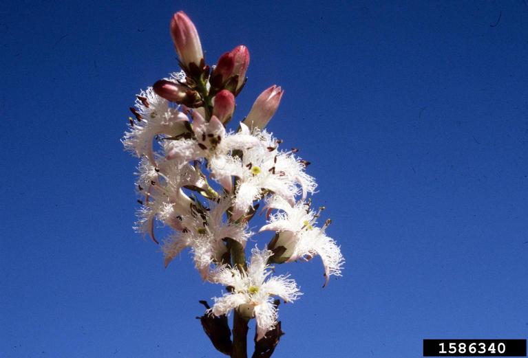 buckbean (Menyanthes trifoliata L.)