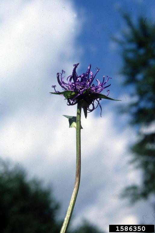 rhaetian rampion (Phyteuma hedraianthifolium Rich. Schulz)