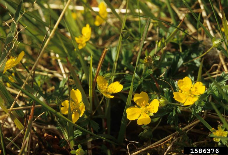 snow buttercup (Ranunculus nivalis)
