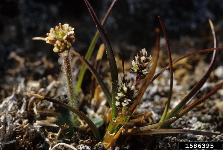 alpine saxifrage (Saxifraga nivalis L.)