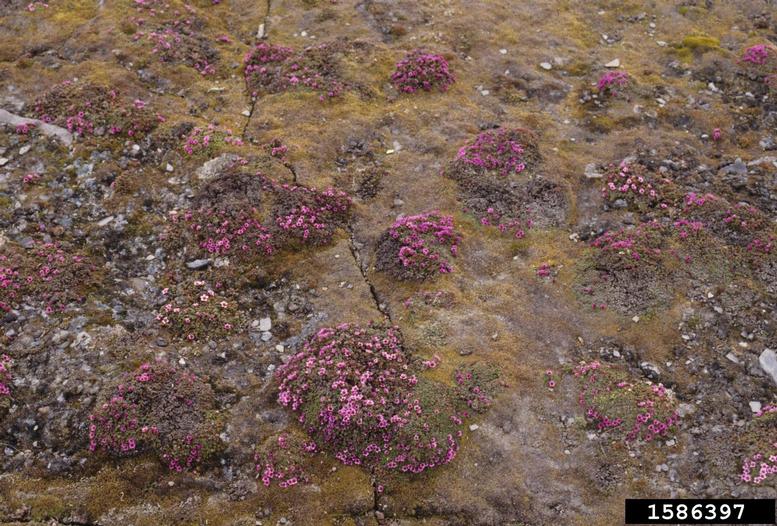 purple mountain saxifrage (Saxifraga oppositifolia)