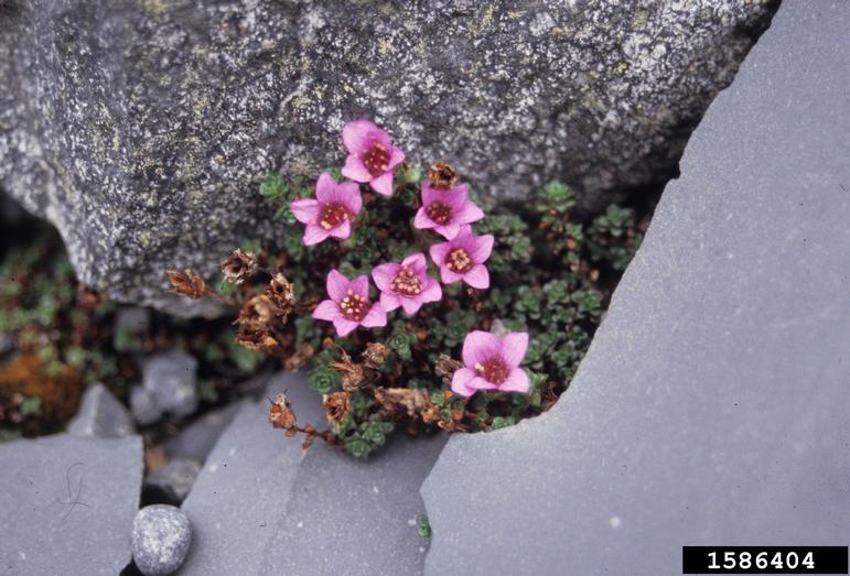 purple mountain saxifrage (Saxifraga oppositifolia L.)
