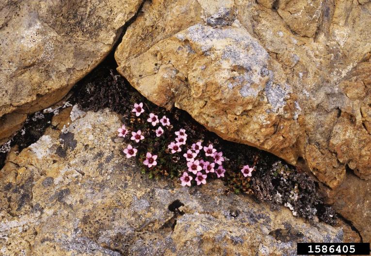 purple mountain saxifrage (Saxifraga oppositifolia)