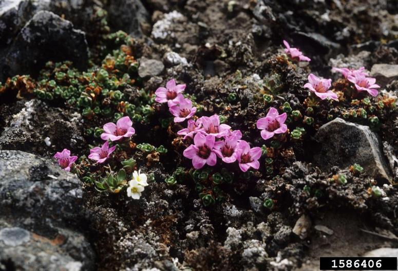 purple mountain saxifrage (Saxifraga oppositifolia L.)