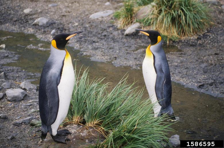 king penguin (Aptenodytes patagonicus)
