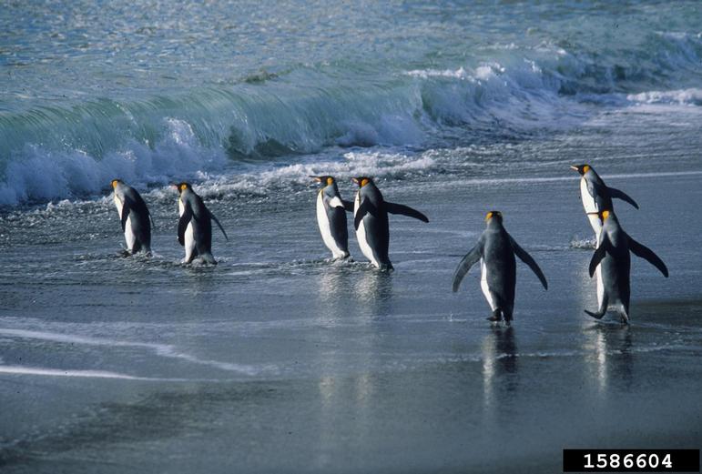 king penguin (Aptenodytes patagonicus)