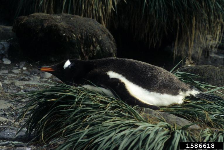 gentoo penguin (Pygoscelis papua J. F. Miller, 1781)