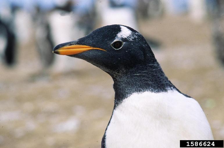 gentoo penguin, Pygoscelis papua (Ciconiiformes: Spheniscidae) - 1586624