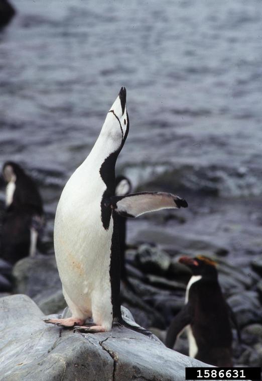 chinstrap penguin (Pygoscelis antarcticus)