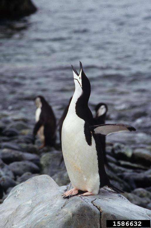 chinstrap penguin (Pygoscelis antarcticus J. R. Forster, 1781)