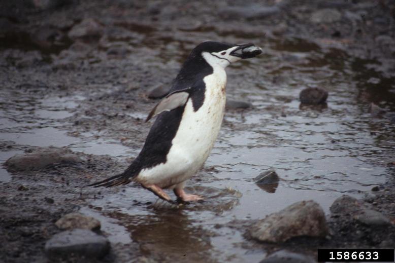 chinstrap penguin (Pygoscelis antarcticus)
