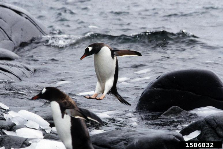 gentoo penguin (Pygoscelis papua)