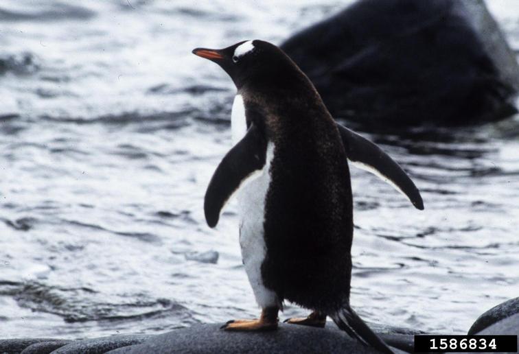 gentoo penguin, Pygoscelis papua (Ciconiiformes: Spheniscidae) - 1586834