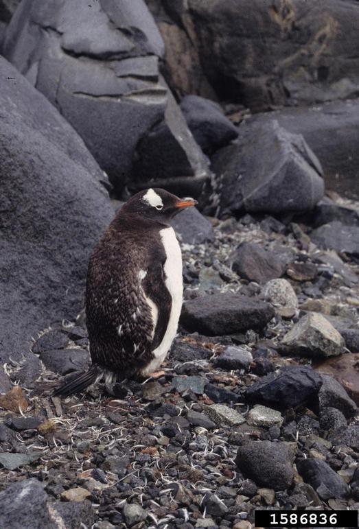 gentoo penguin (Pygoscelis papua)